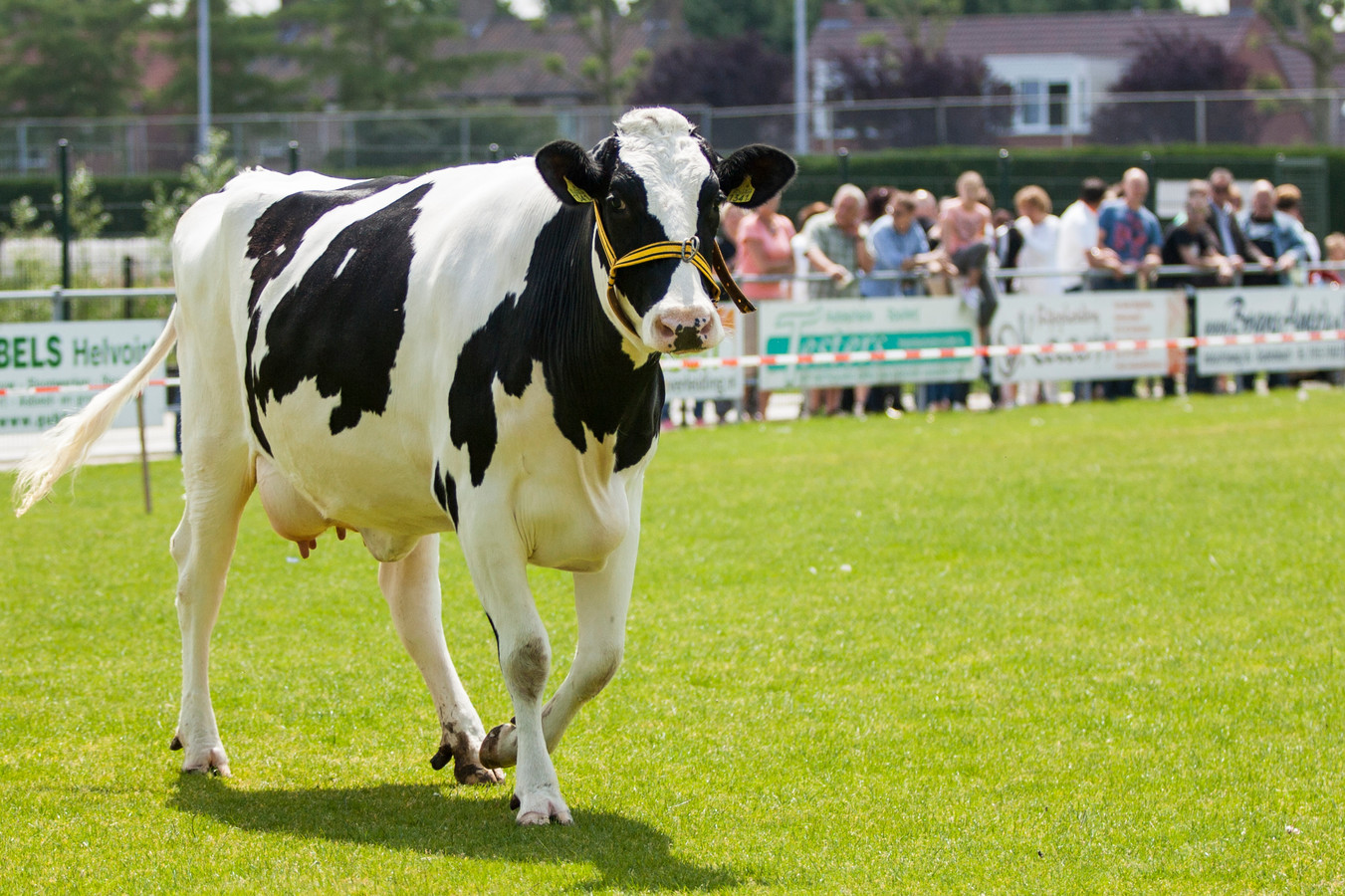 In welk vak schijt de koe? | S.V. Lopik